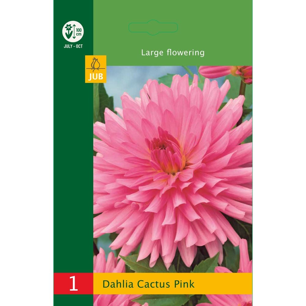 Bulbi dalia cactus roz