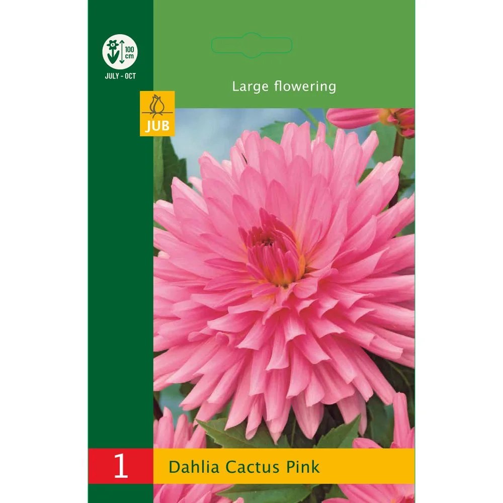 Bulbi dalia cactus roz