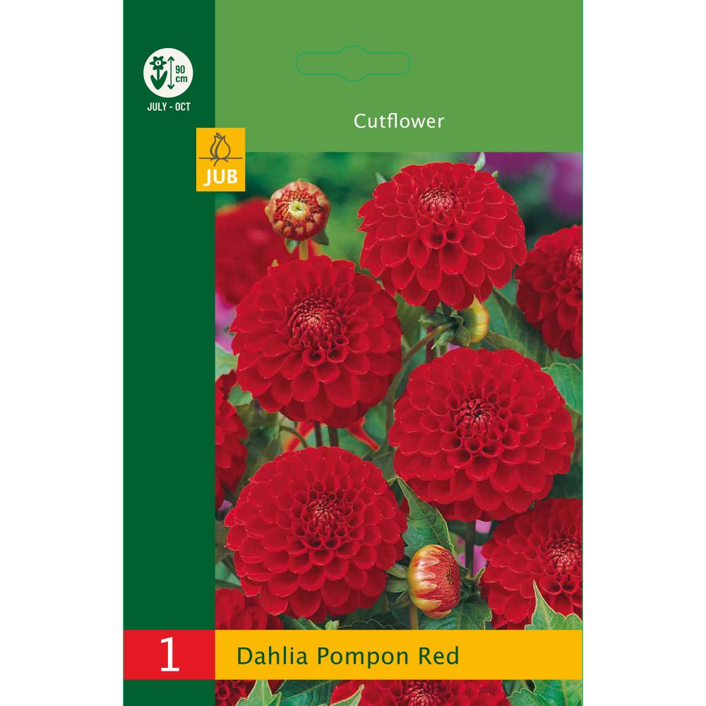 Bulbi dalia pompon rosu