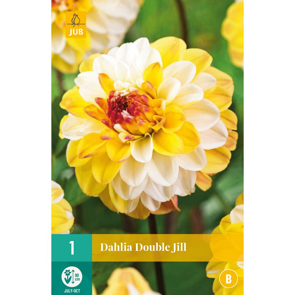 Bulbi dahlia double jill