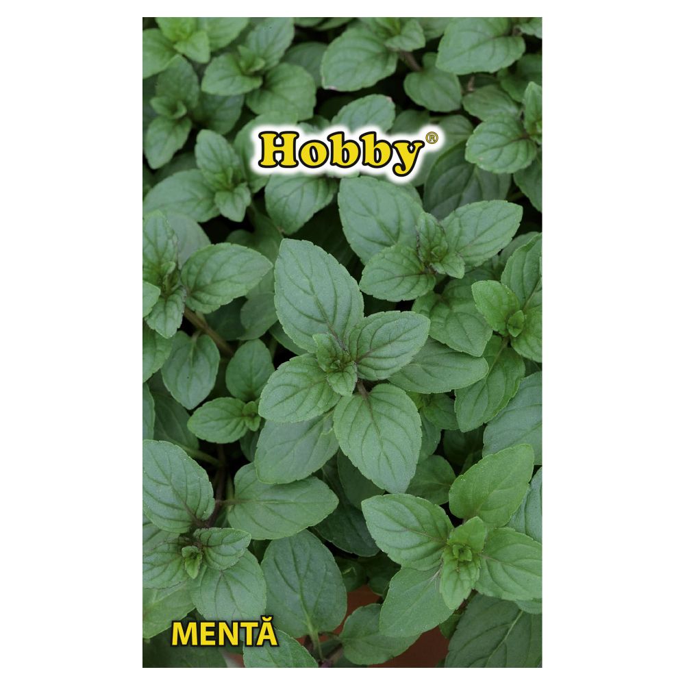 Seminte plante aromatice, menta, Hobby