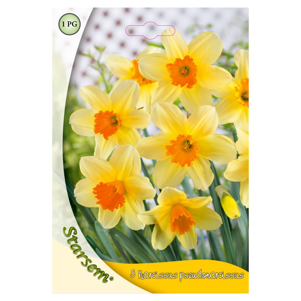 Bulbi narcisa Pseudonarcissus, Starsem, galben/portocaliu (5 buc)