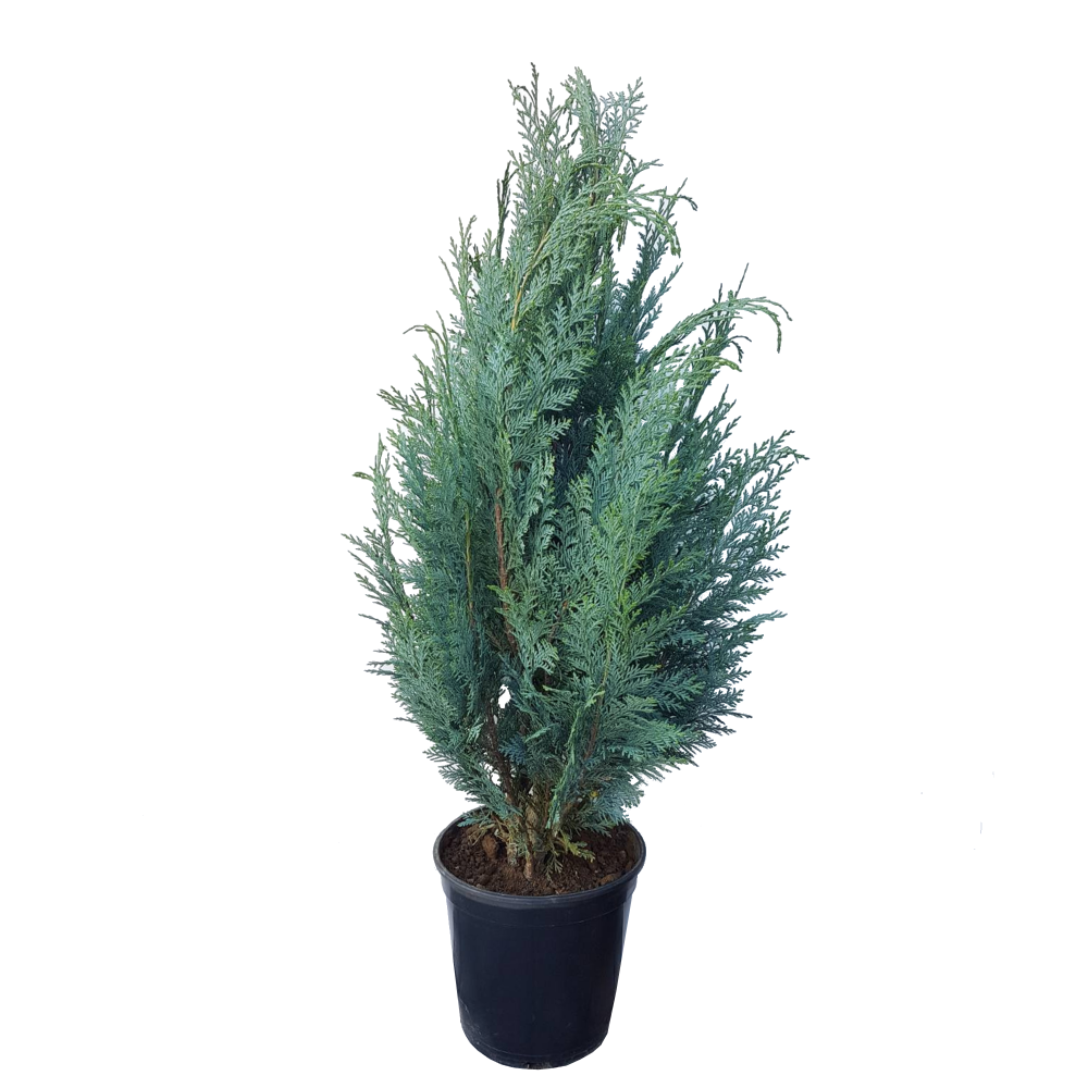 Conifer decorativ cham columnaris 3 l, 60-80 cm