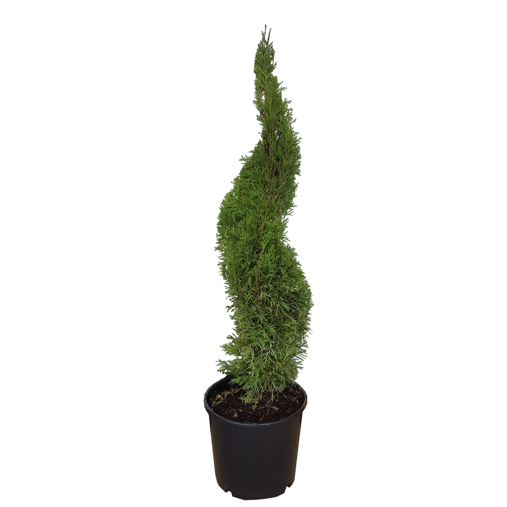 Mix conifer decorativ 80-100 crescut in ghiveci