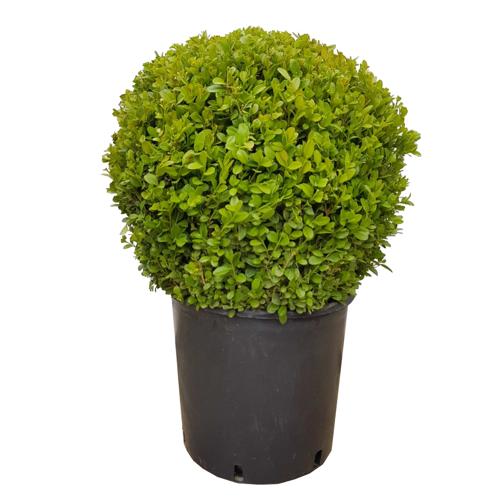 Mix conifere Buxus 40 cm, 12 L