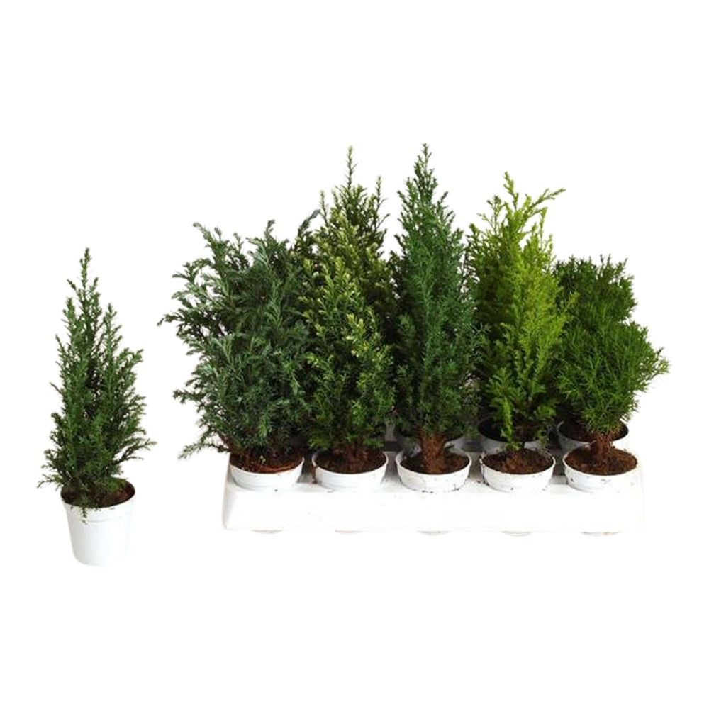 Mini coniferer, crescut in ghiveci, H