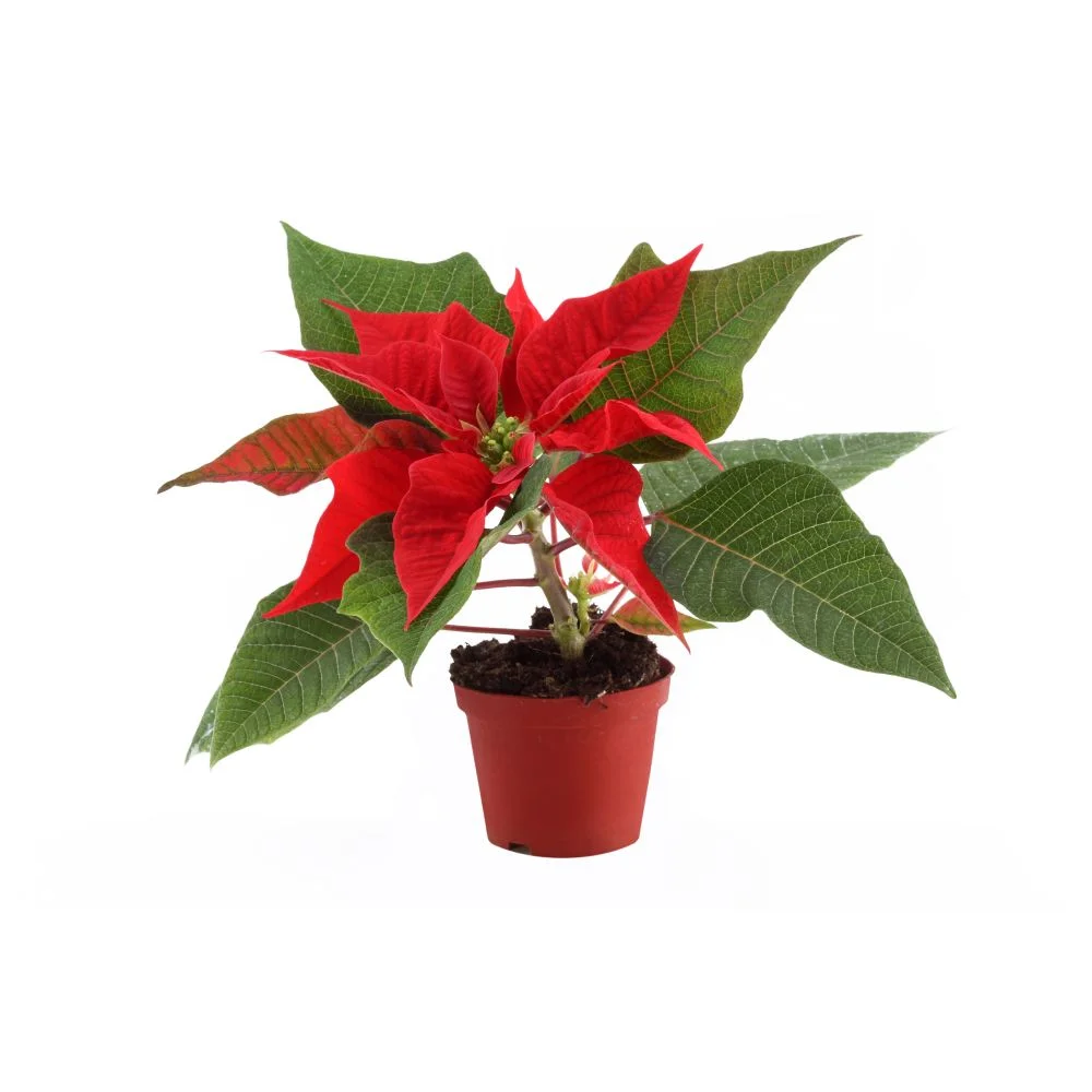 Craciunita Poinsettia, 1-2 tije, inaltime 25 cm, ghiveci Ø 10.5 cm ...