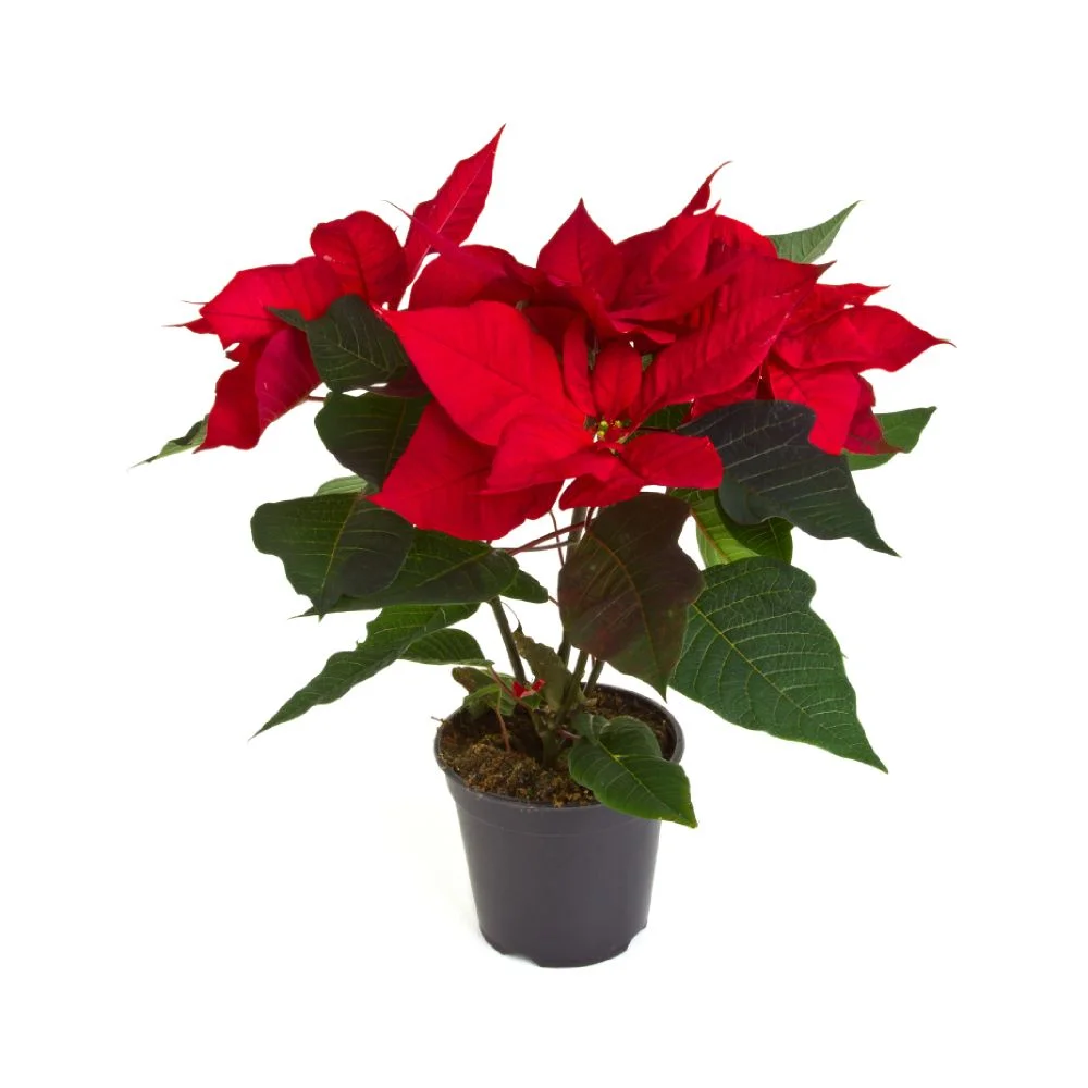 Craciunita Poinsettia, cu 4-5 tije, inaltime 35 cm, ghiveci Ø 13 cm ...