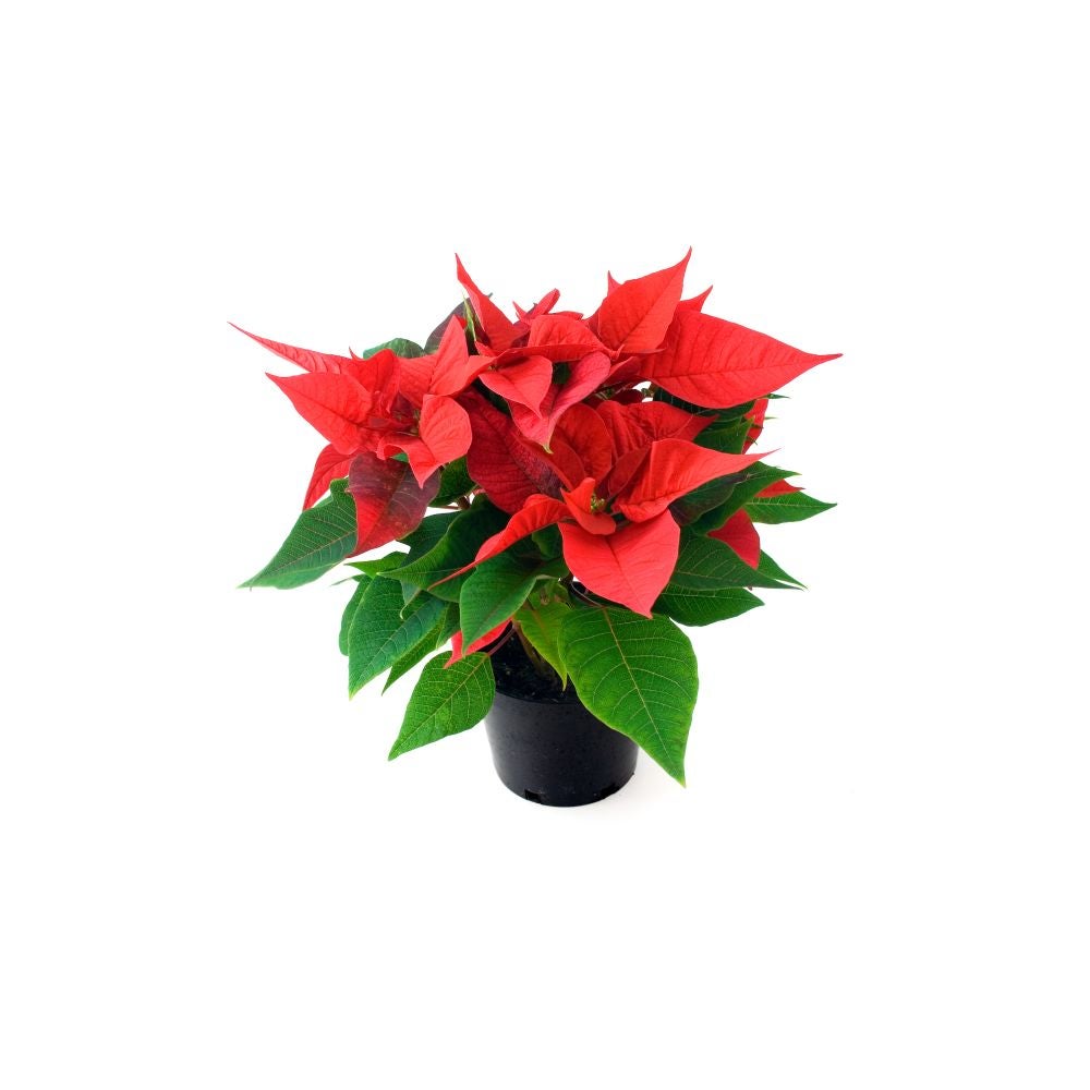 Craciunita Poinsettia, 4-5 tije, inaltime 38 cm, ghiveci Ø 14 cm, flori ...