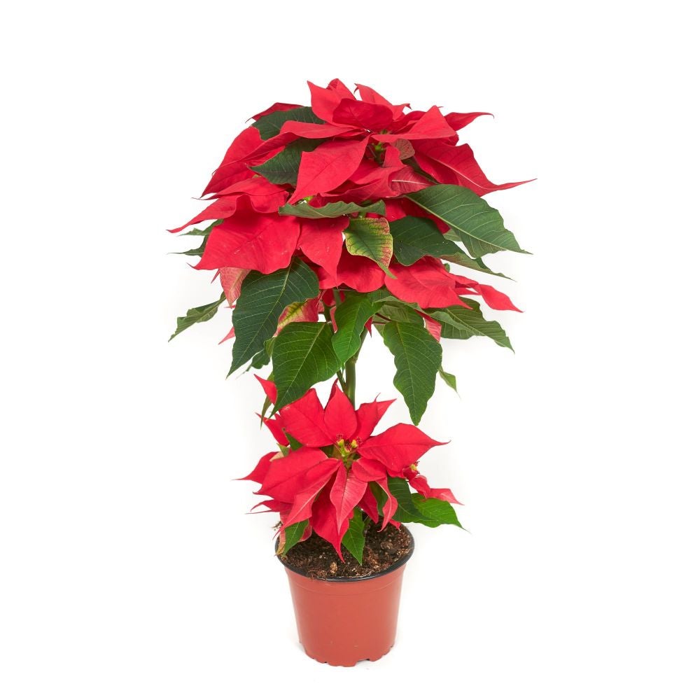 Craciunita Poinsettia, 3-4 tije, inaltime 60 cm, ghiveci Ø 17 cm, flori ...