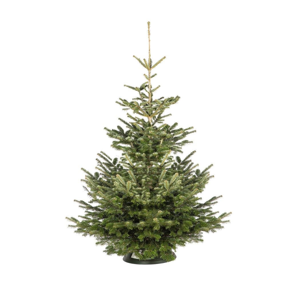 Brad natural taiat Nordmaniana, H 170 - 200 cm, calitate excelenta