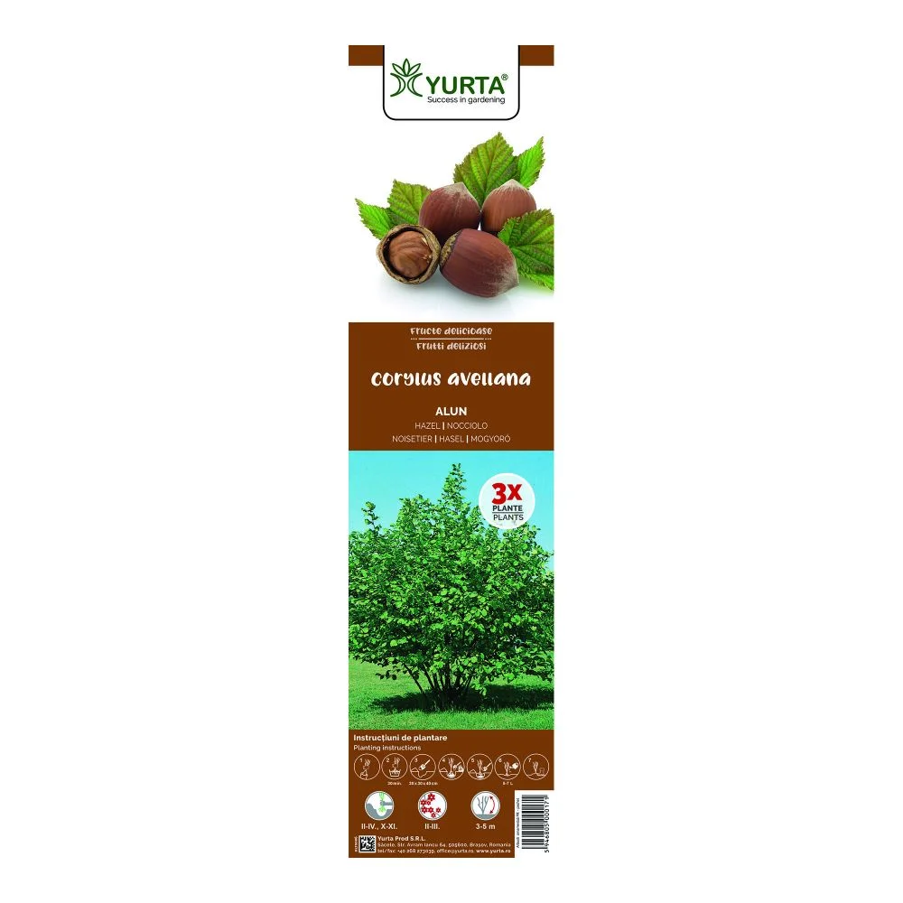 Arbust ornamental alun, Corylus Avellana