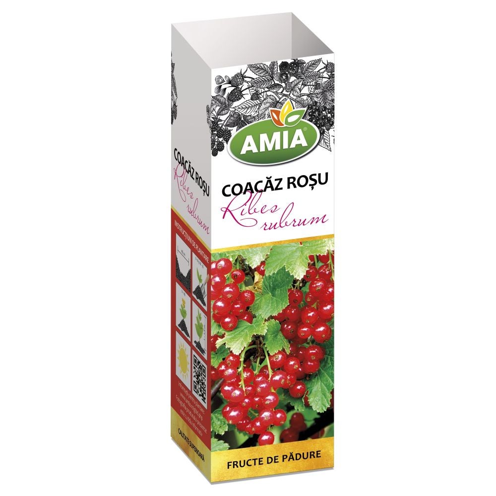 Arbust fructifer coacaz Ribes Rubrum, H 41-60 cm, rosu