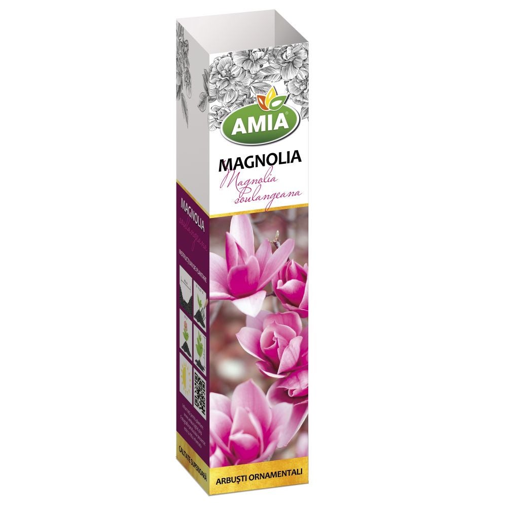 Arbust ornamental cu flori, Magnolia Soulangeana, roz