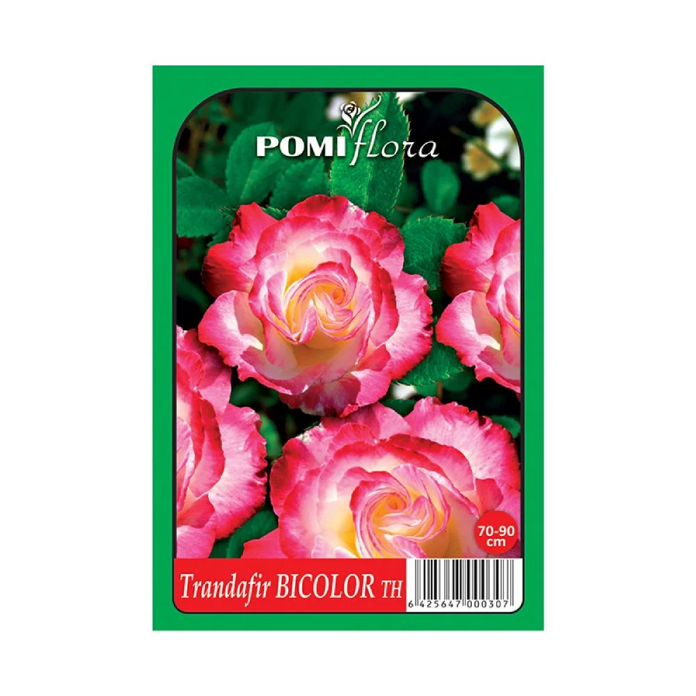 Butas trandafir Rosa, H