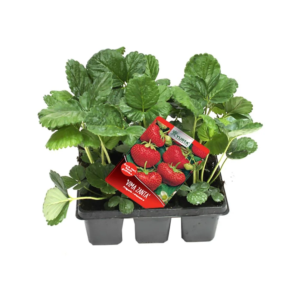 Rasad pentru plantare, soi de capsuni, Vima Zanta, ghiveci, L 9 x 9 cm