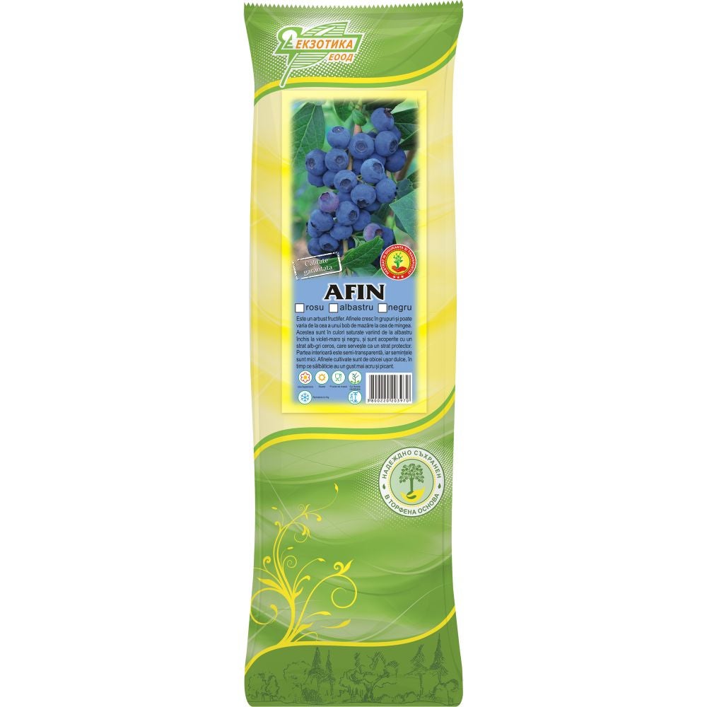 Arbust fructifer afin, H 41-60 cm, albastru