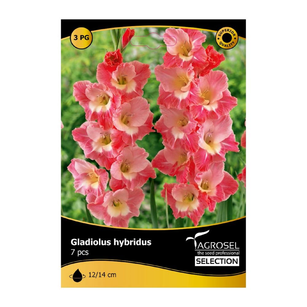 Bulbi gladiole Gerona, roz (7 buc)