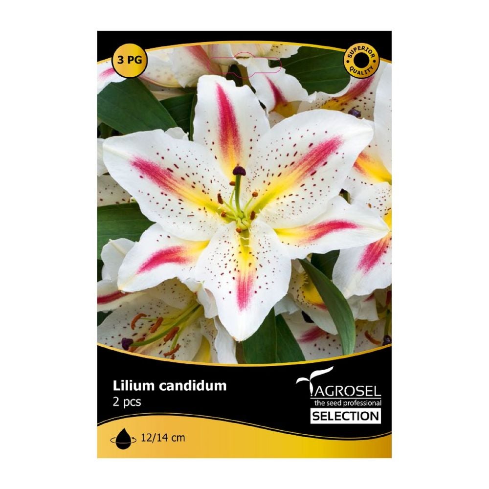 Bulbi crin Oriental Playtime, roz (2 buc)