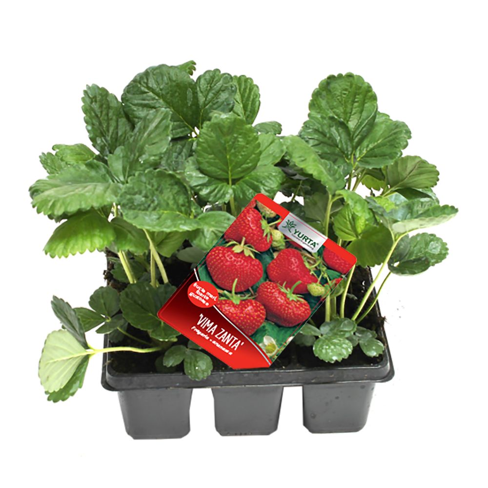 Tava cu rasaduri, soi de capsuni, Vima Zanta, 6 bucati