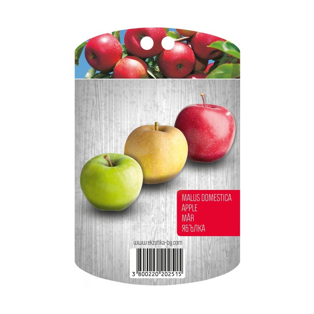 Pom fructifer mar Golden B, H 121-150 cm, galben