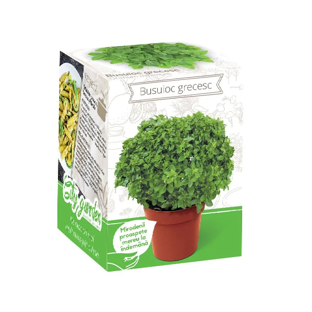 Set de cultivare in ghiveci, soi de busuioc grecesc, Ocimum minimum