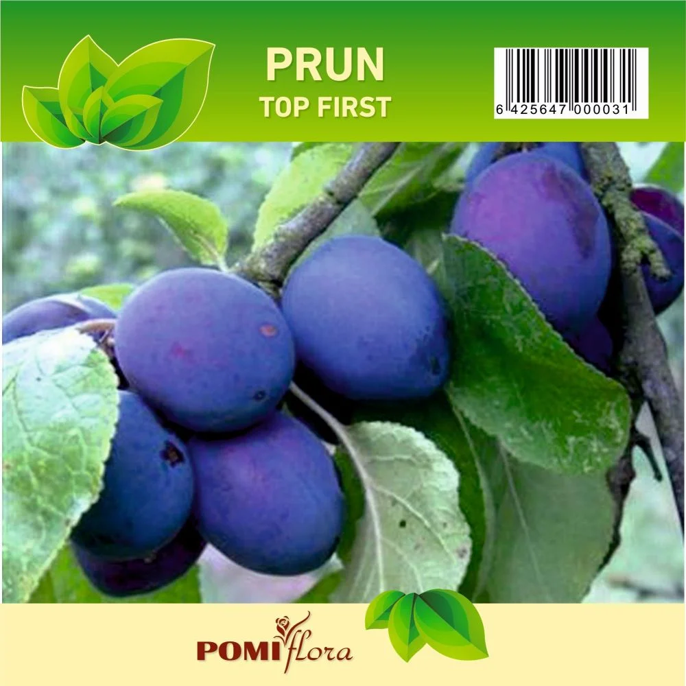 Pom fructifer prun Promo, H 81-120 cm, diverse sortimente