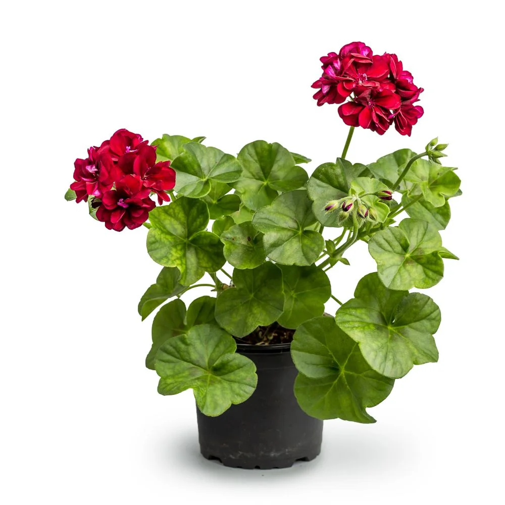 Planta cu flori Muscata Pelargonium Peltatum, H 31 - 45 cm, Ø ghiveci ...