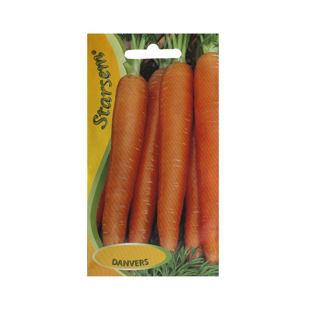 Seminte legume, morcov Danvers, Starsem