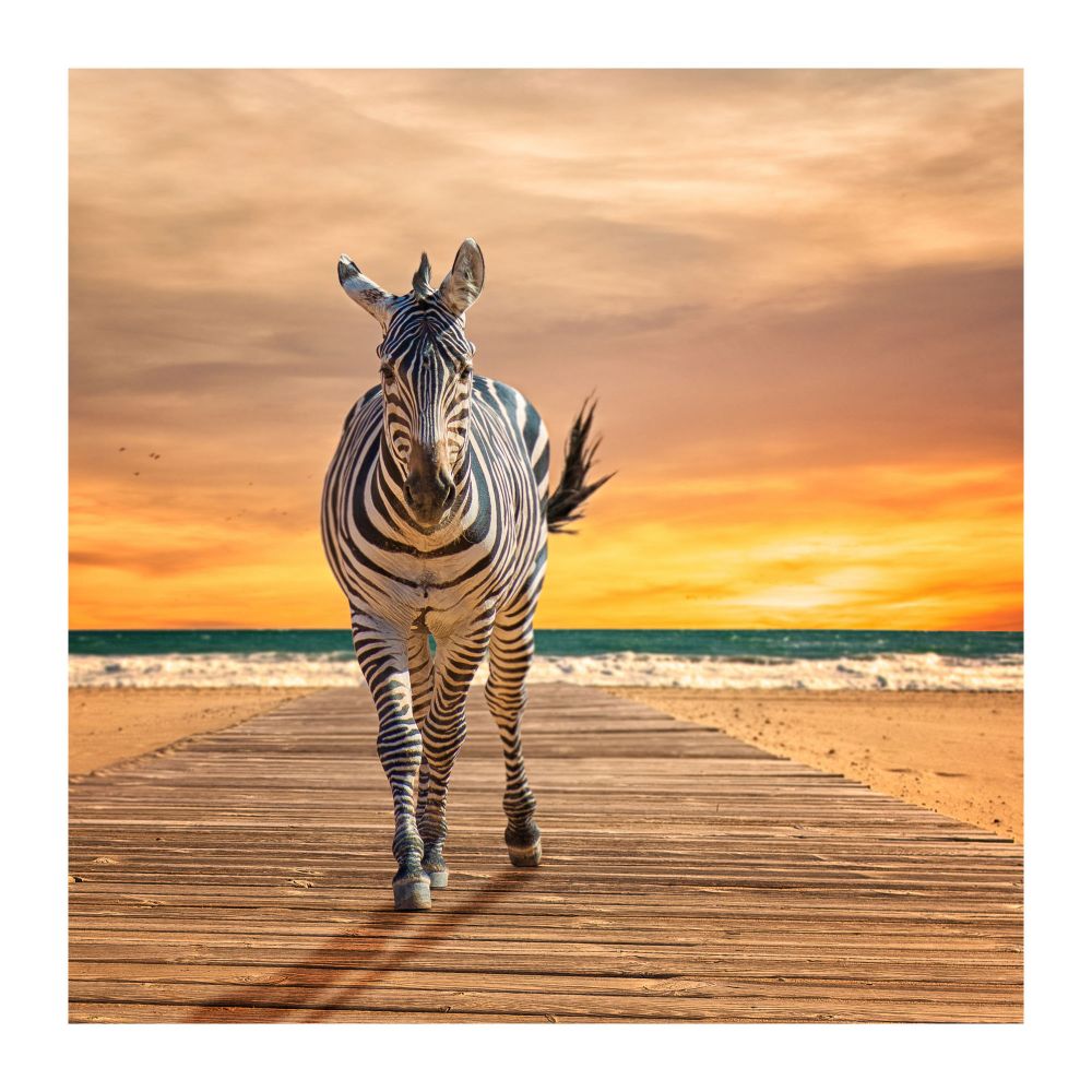 Canvas 40 x 40 cm "Zebra"