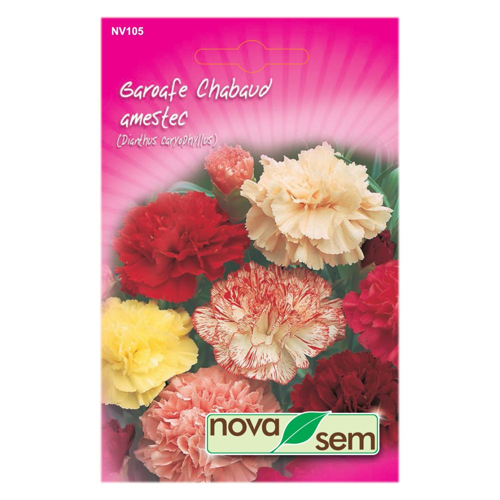 Seminte flori de primavara, Garoafe Chabaud, amestec culori, Novasem
