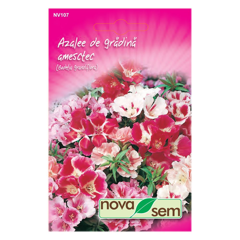Seminte flori de primavara, Azalee de gradina, amestec culori, Novasem