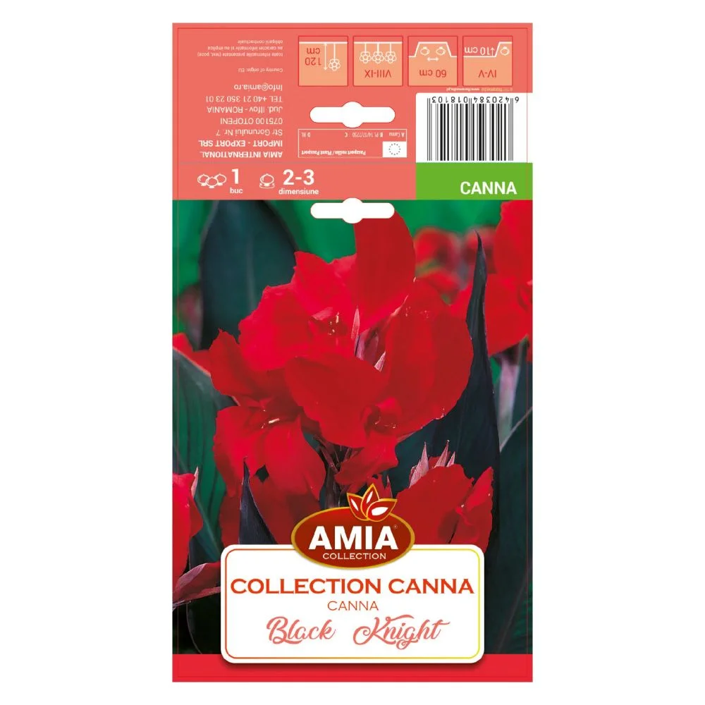Bulb canna Black Knight, rosie