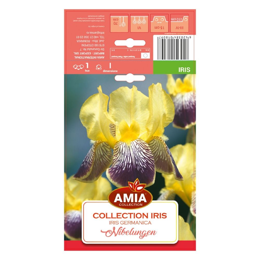 Bulb iris Germanica Nibelungen, galben/mov