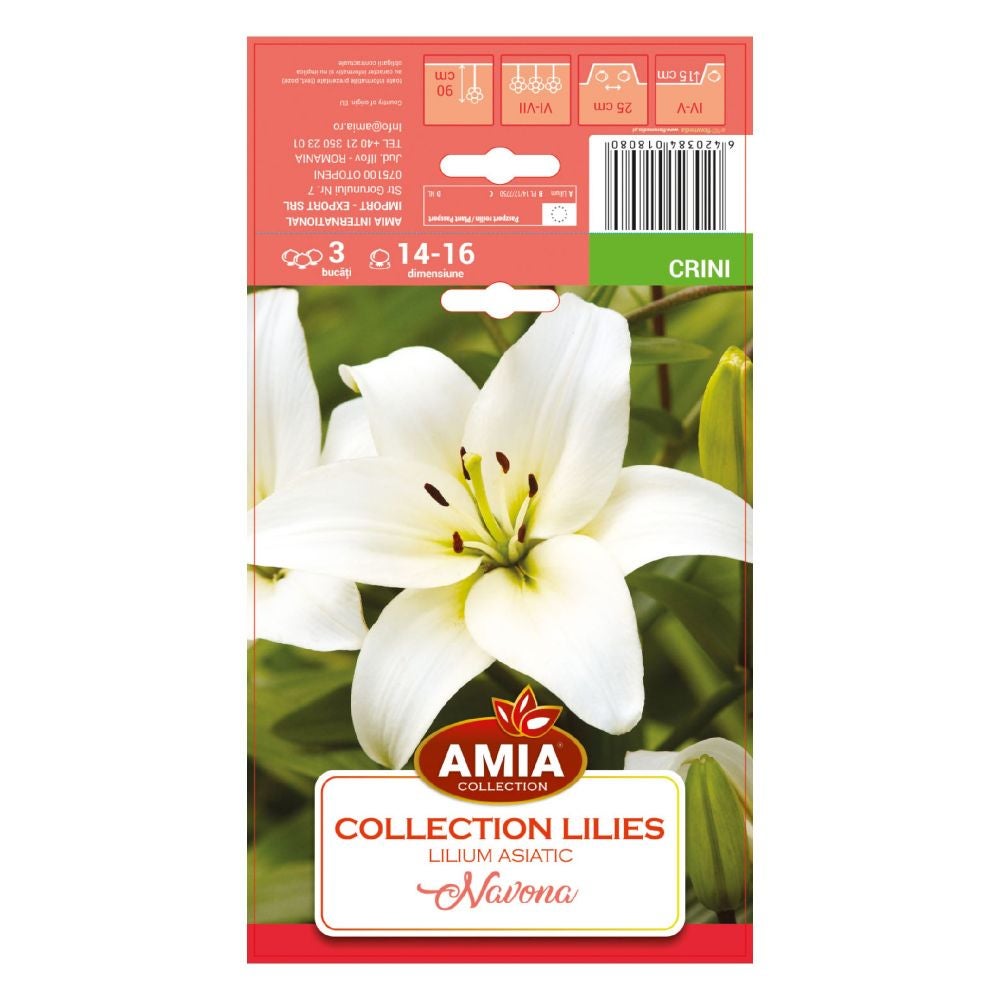 Bulbi crin Asiatic, alb (3 buc)