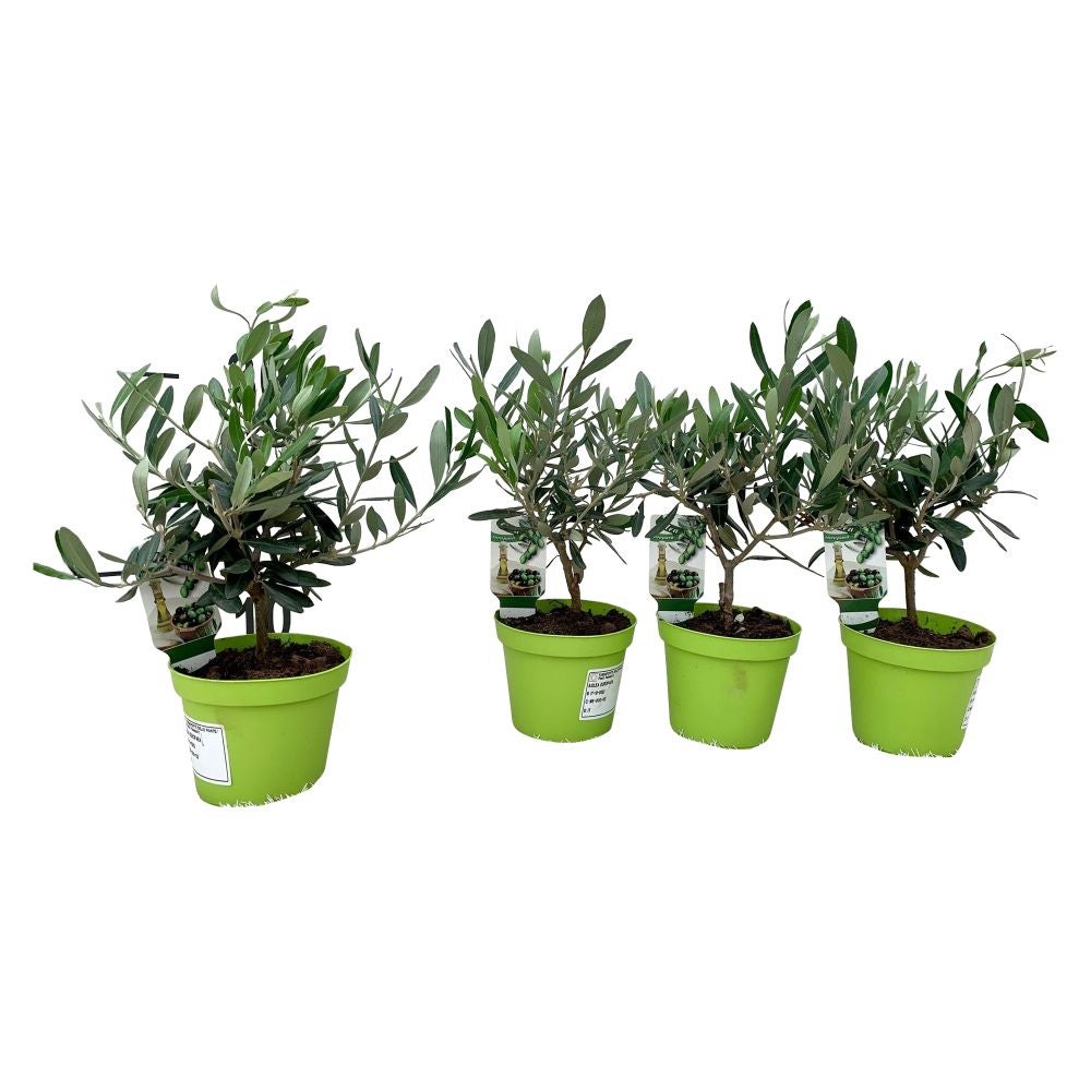 MASLIN + 1 FLAKON 20ML