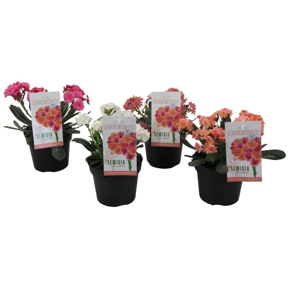 Planta de exterior, Lewisia Mountain, H