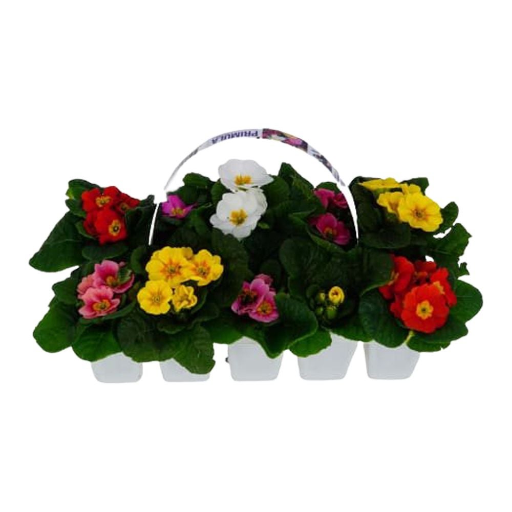 Planta de exterior cu flori, Primula, H