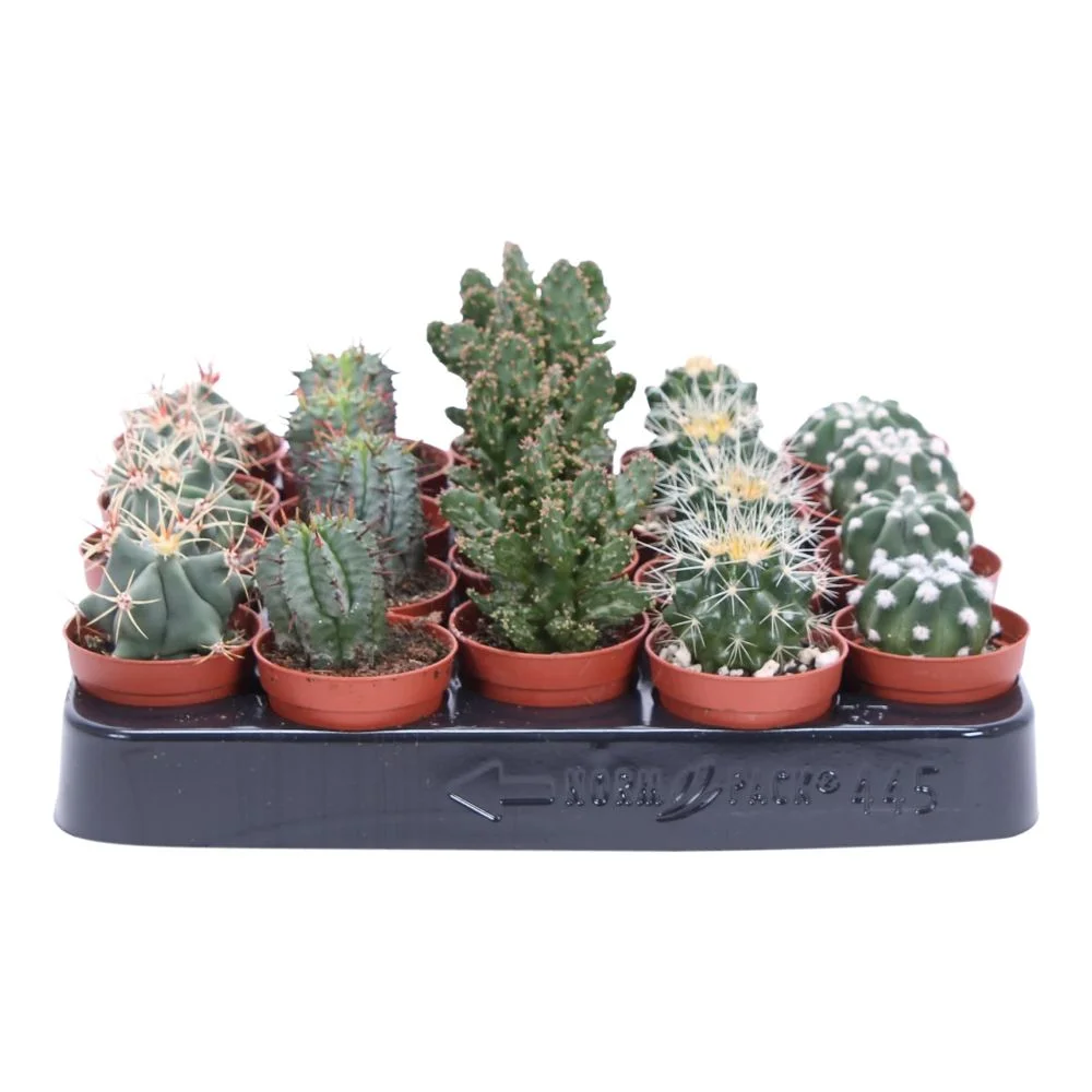 Planta verde Cactus Column, H