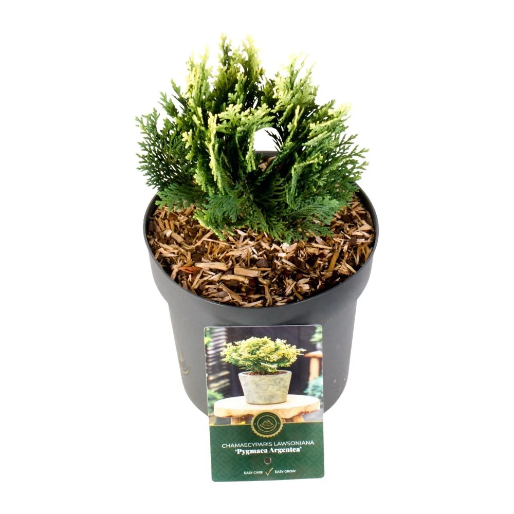 Conifer decorativ Chamaecyparis Pygmaea Argentea, crescut in ghiveci, H