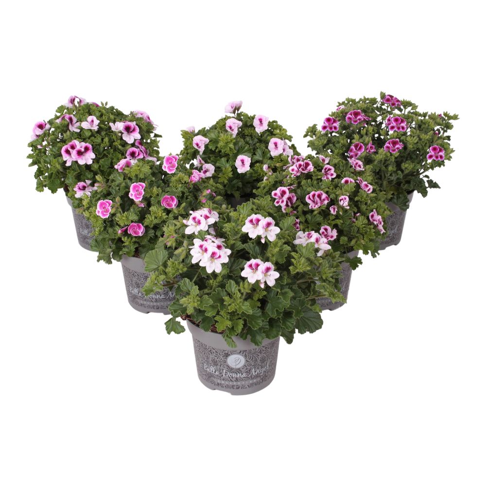 Planta de exterior cu flori, Muscata Bella Donna Angel, H