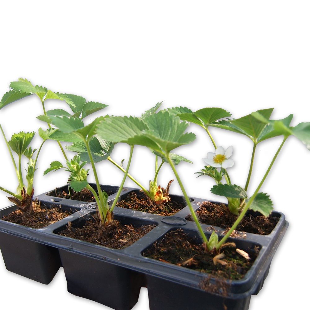 Rasaduri capsuni (6 buc)