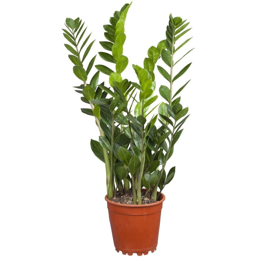 Planta verde Zamioculcas Zamifolia, H 46 - 60 cm, Ø ghiveci 14 cm