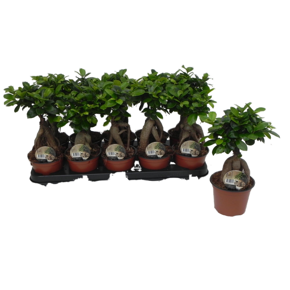 Planta verde Ficus Microcarpa Ginseng, H 31 - 45 cm, Ø ghiveci 12 cm