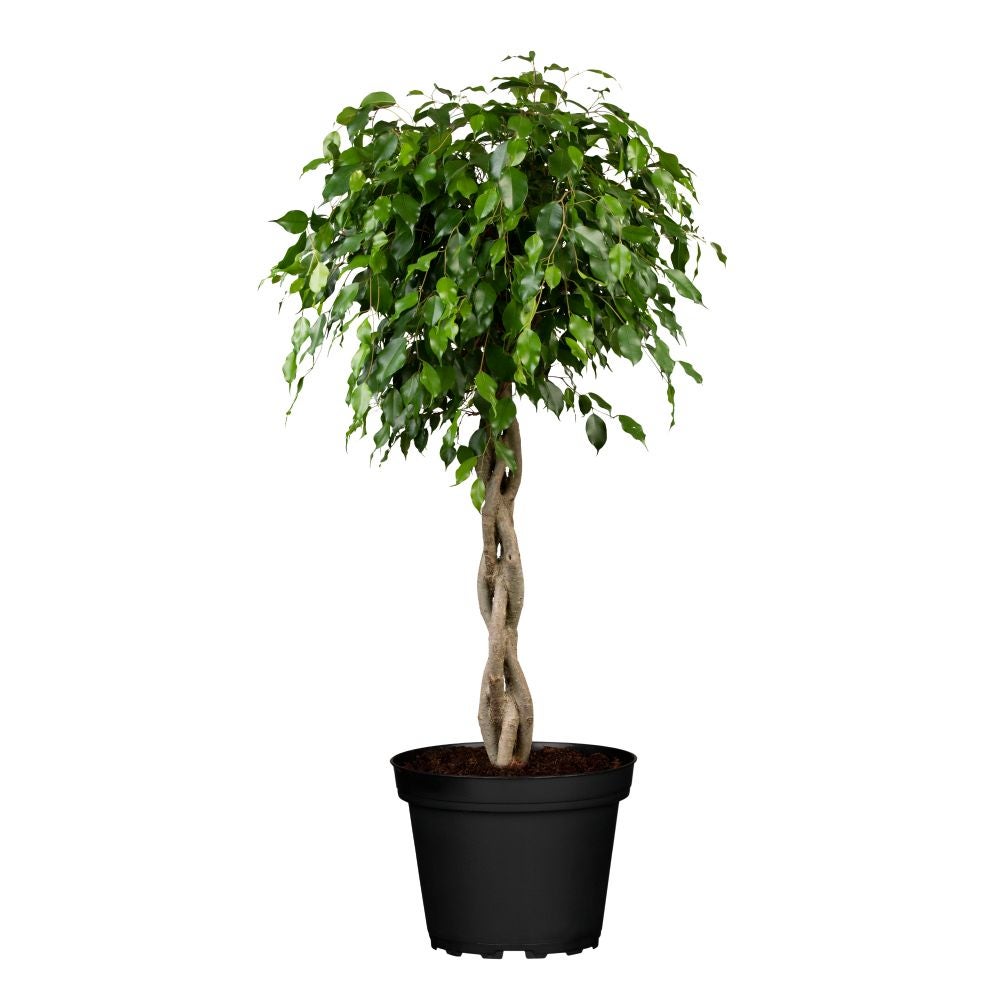 Planta verde Ficus Benjamina Exotica, inaltime > 61 cm, Ø ghiveci 27 cm