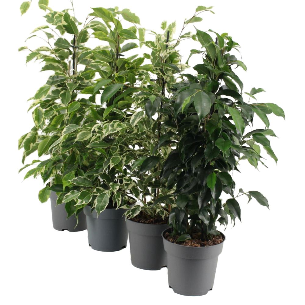 Planta verde Ficus Benjamina, H 46 - 60 cm, Ø ghiveci 14 cm, diverse specii