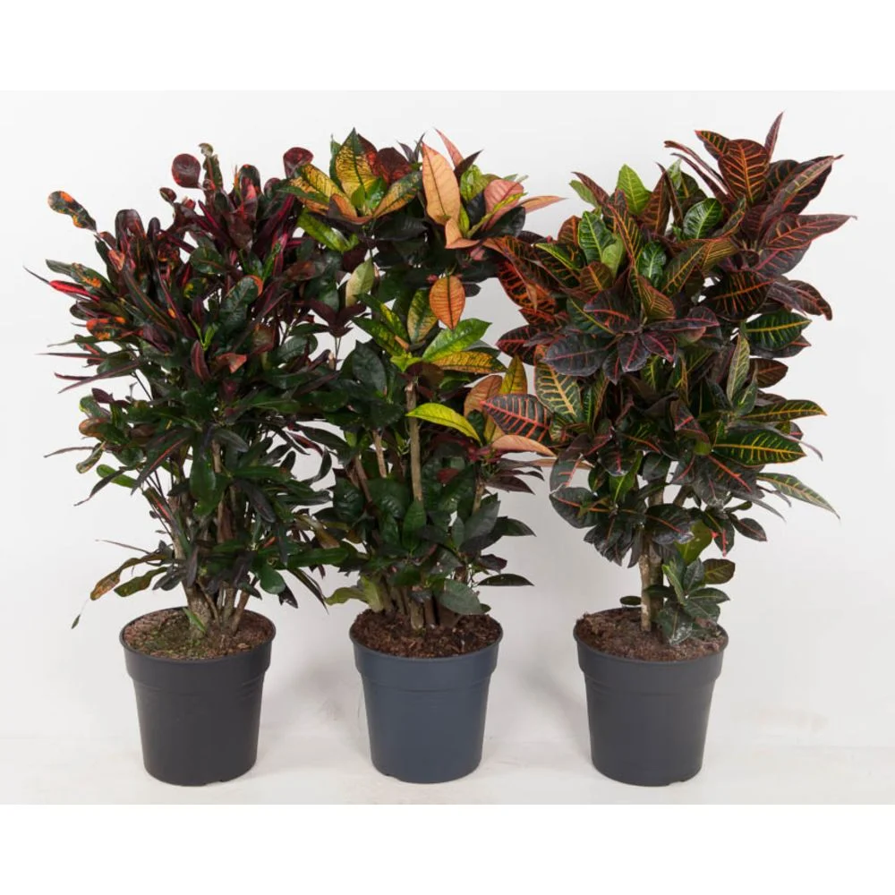 Codiaeum mix, D27 cm