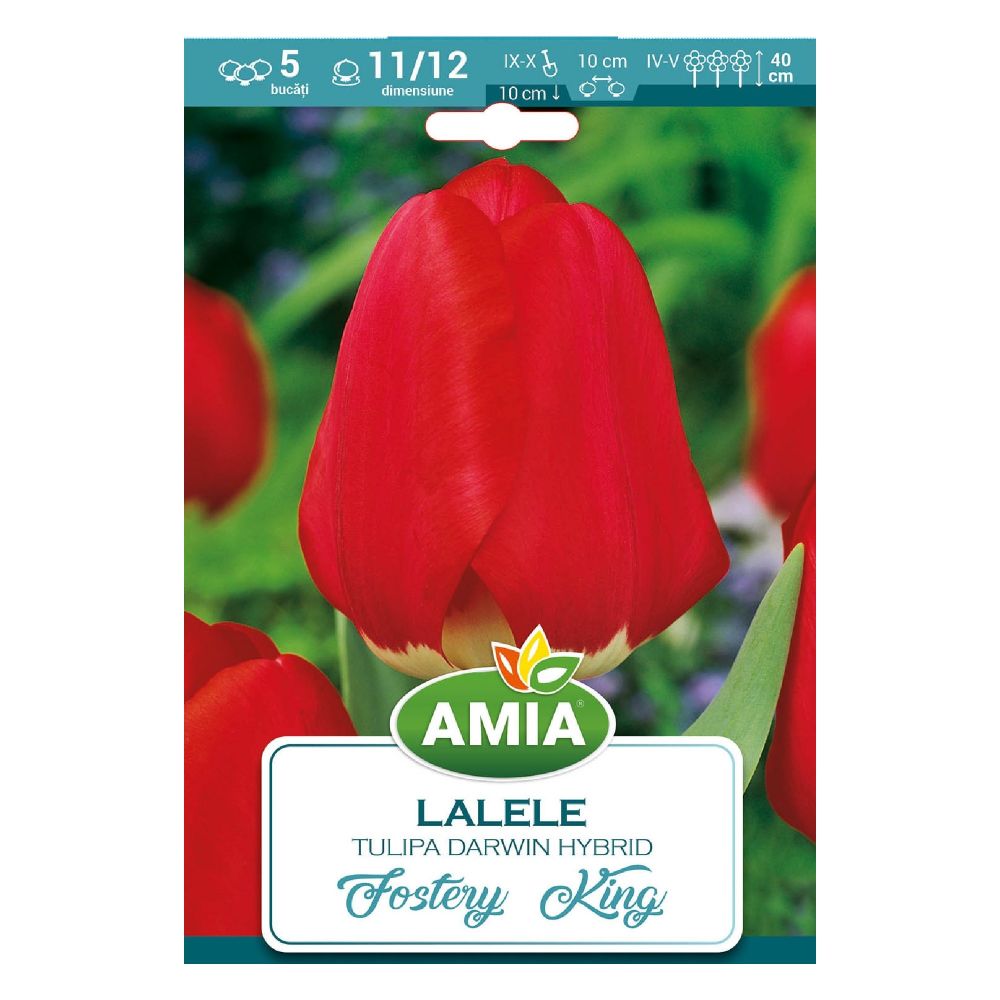 Bulbi lalea Fostery King , Amia, rosu (5 buc)