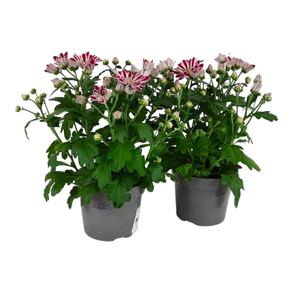 Planta cu flori Crizantema, H 30 cm, Ø 12 cm, roz