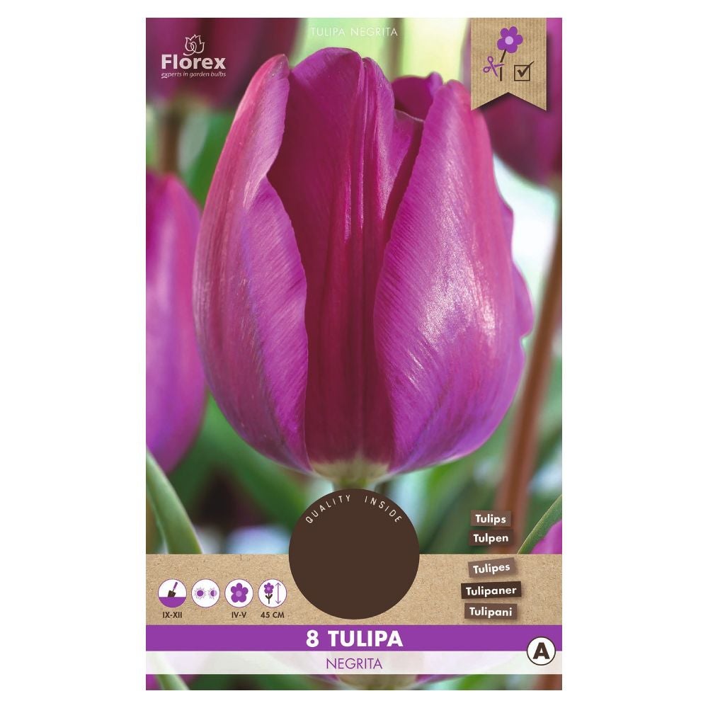 Bulbi lalea Negrita, Florex, mov (8 buc)